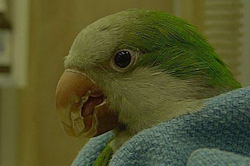 bird-services - Good Shepherd Veterinary Hospital